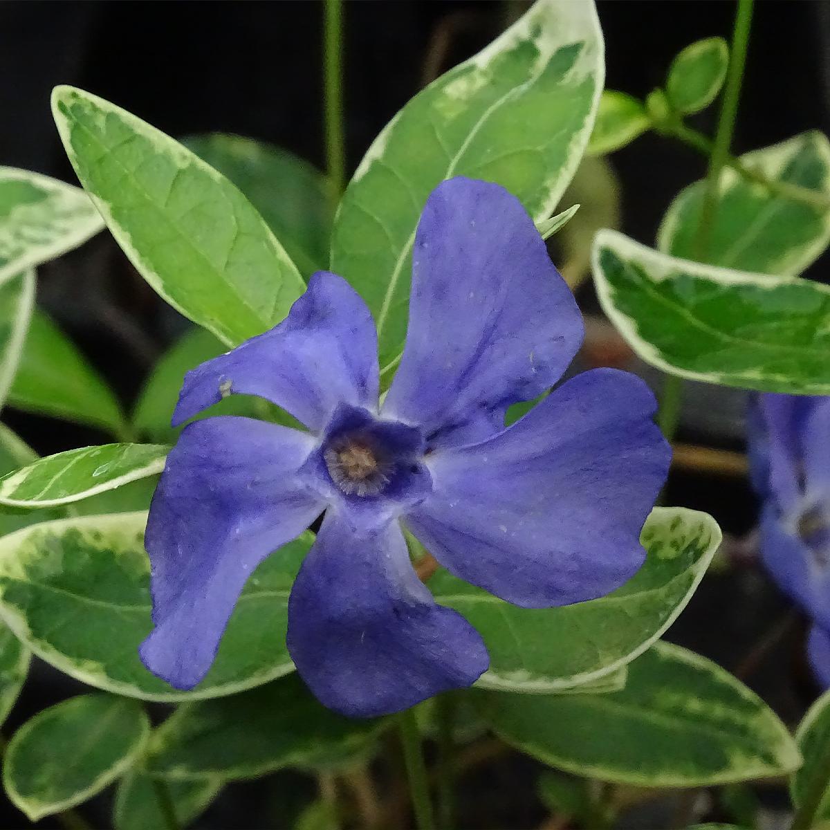 Vinca minor Ralph Shugert - Petite pervenche à fleurs bleues et ...