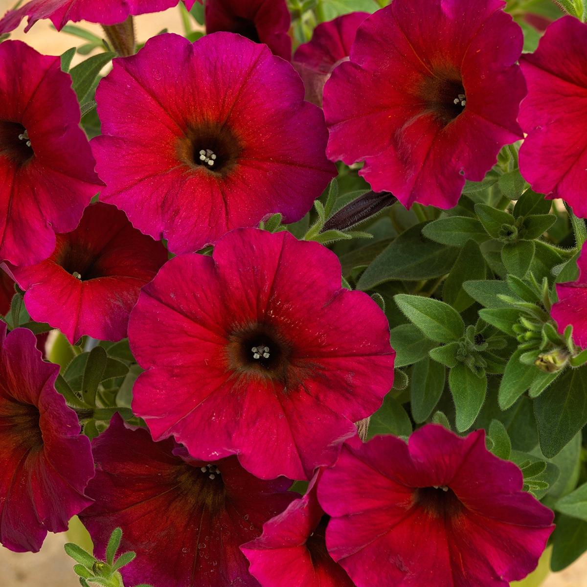 Petchoa hybrida BeautiCal Bordeaux - Pétunia compact à grandes fleurs ...