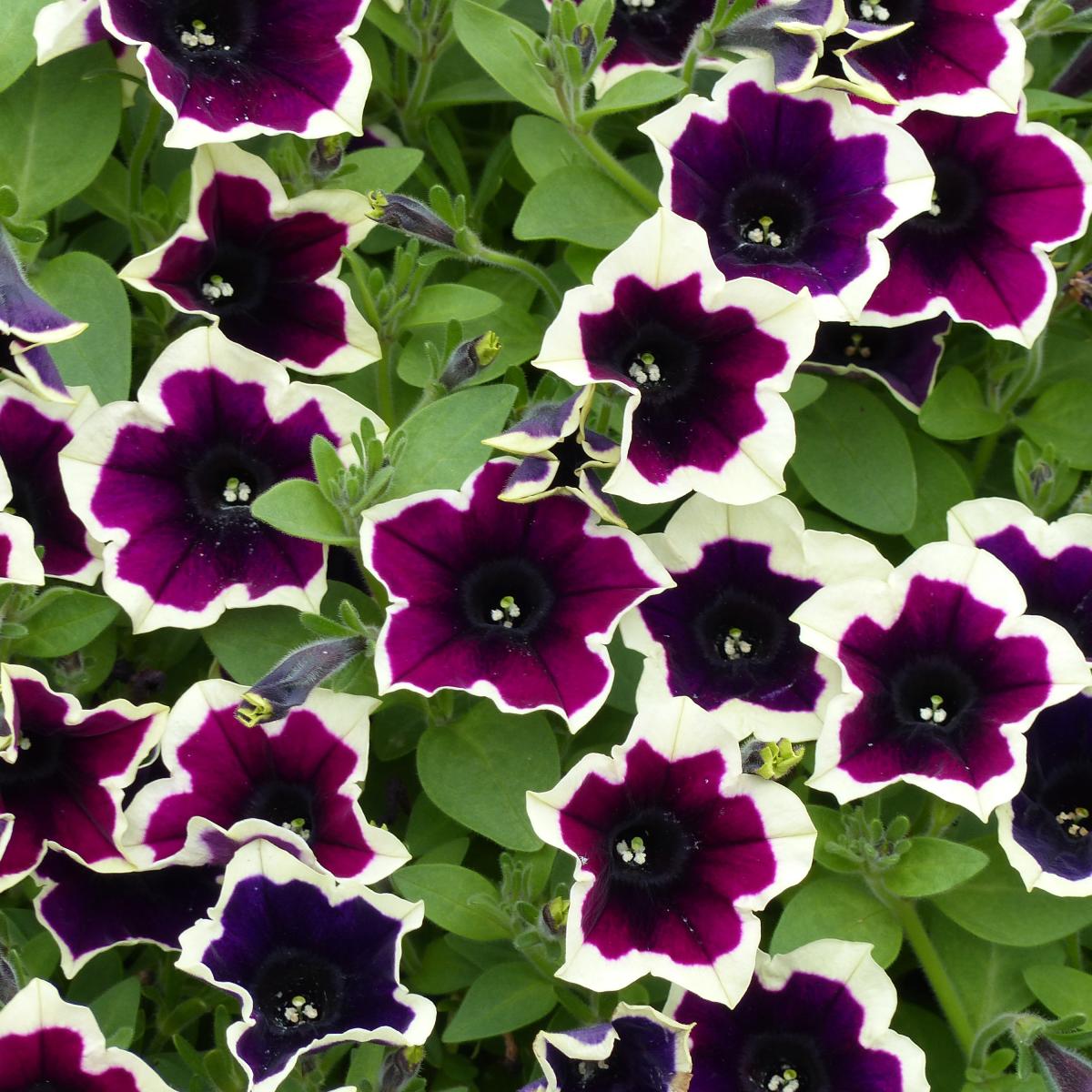 Petunia Cascadias Rim Magenta - Un hybride retombant.