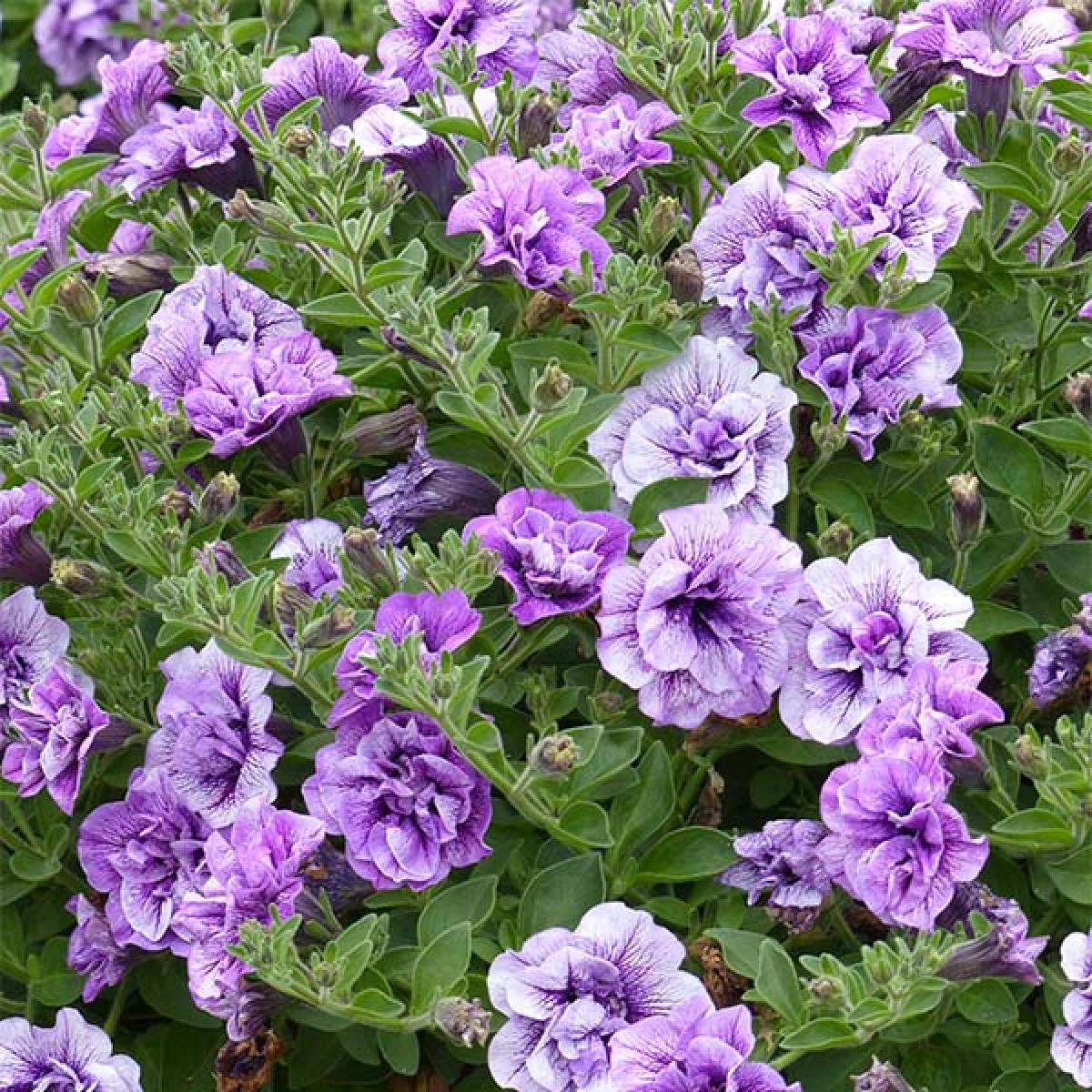 Petunia Tumbelina Priscilla - Retombant, à fleurs doubles lavande veiné ...