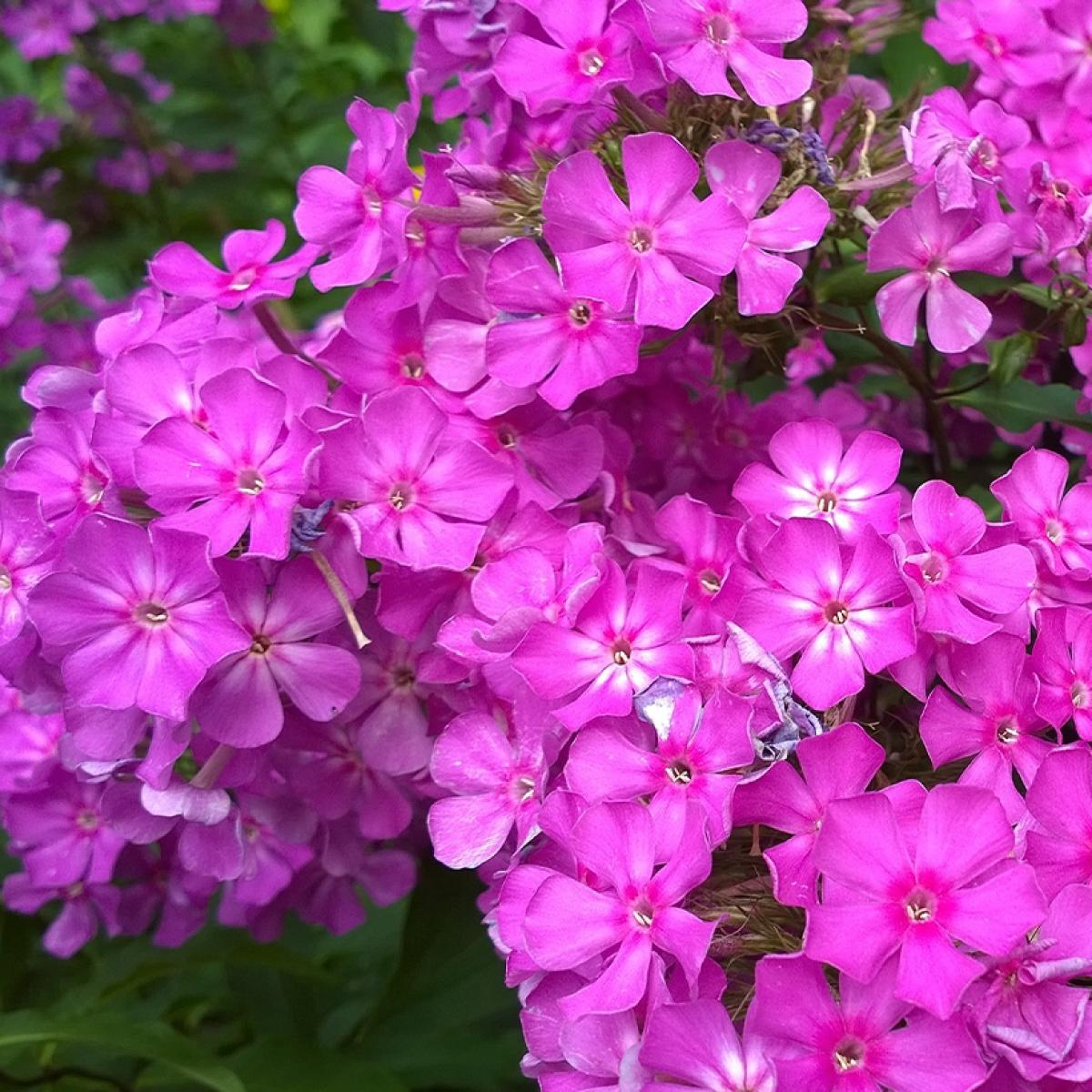 Phlox paniculata Famous Purple - Variété compacte à fleurs pourpres