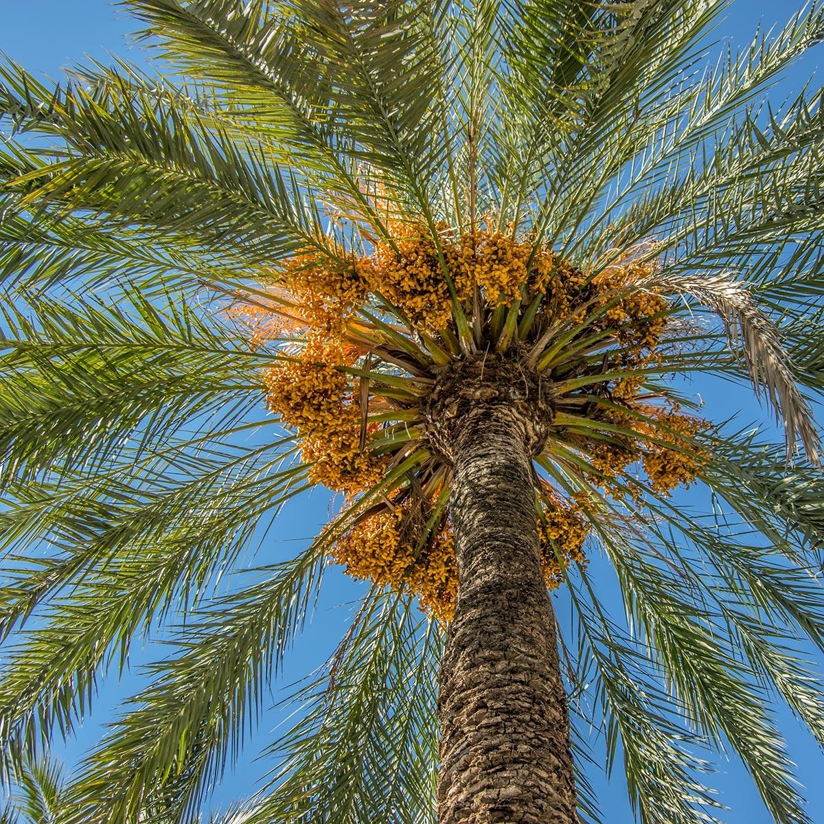 Phoenix dactylifera - Palmier dattier à fruits comestibles
