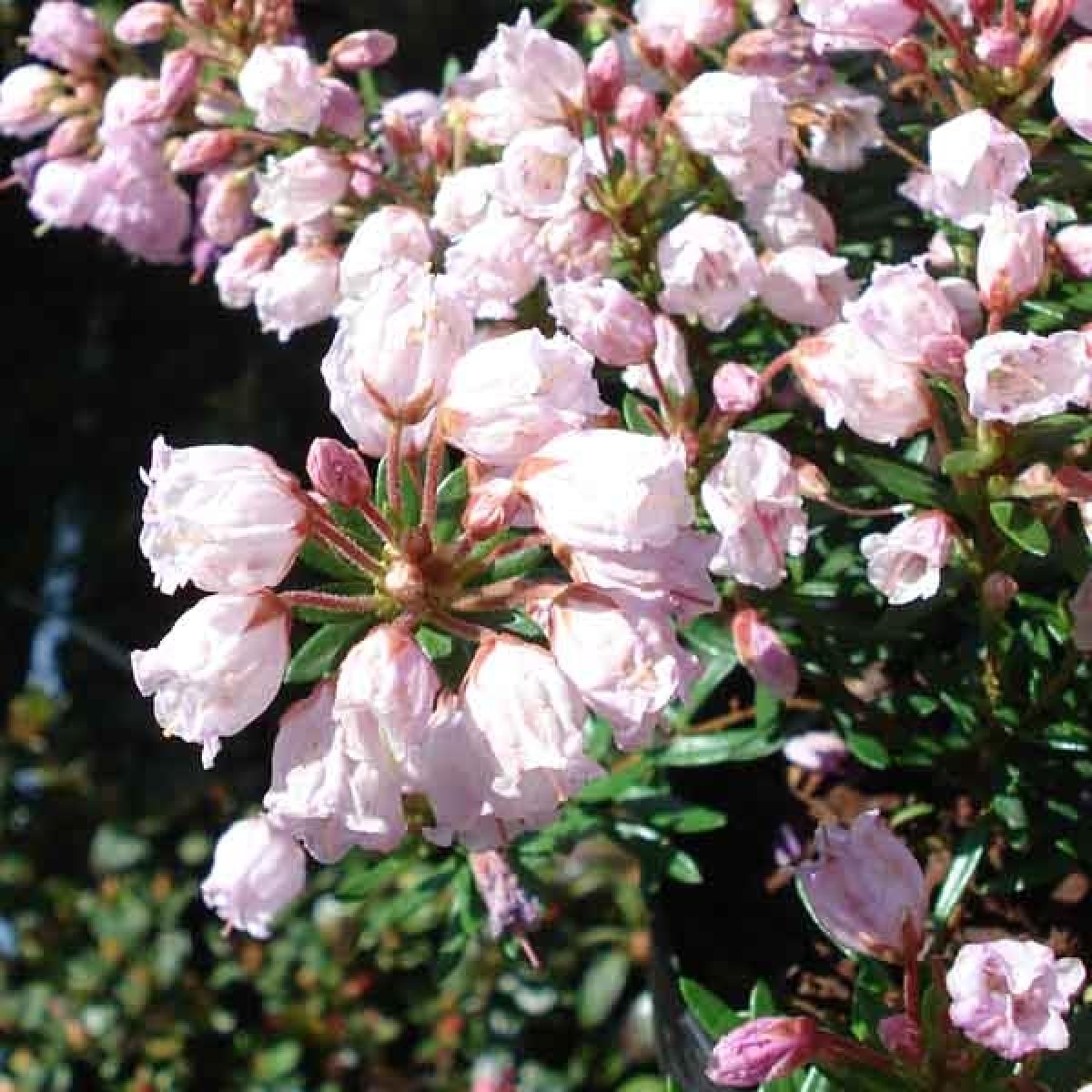 Phylliopsis hillieri Sprite - Petit arbuste à fleurs rose tendre pour ...