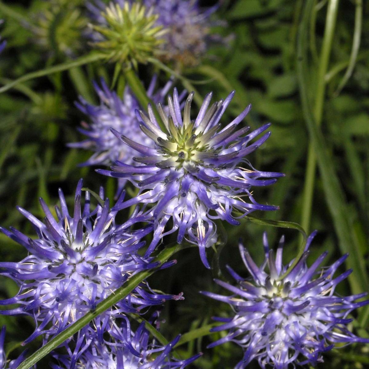 Phyteuma scheuchzeri - Raiponce de Scheuchzer - Vivace de rocaille ...