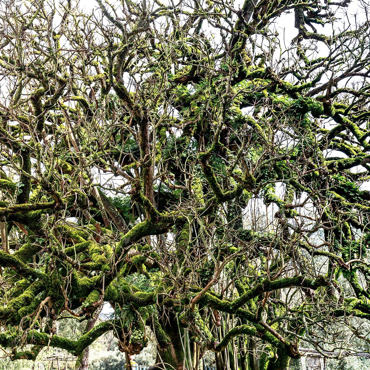 Phytolacca dioica - Belombra, Raisinier dioïque - Arbre pour climats ...