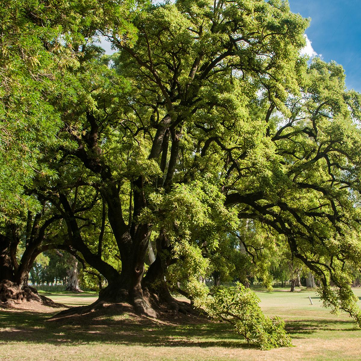 Phytolacca dioica - Belombra, Raisinier dioïque - Arbre pour climats ...