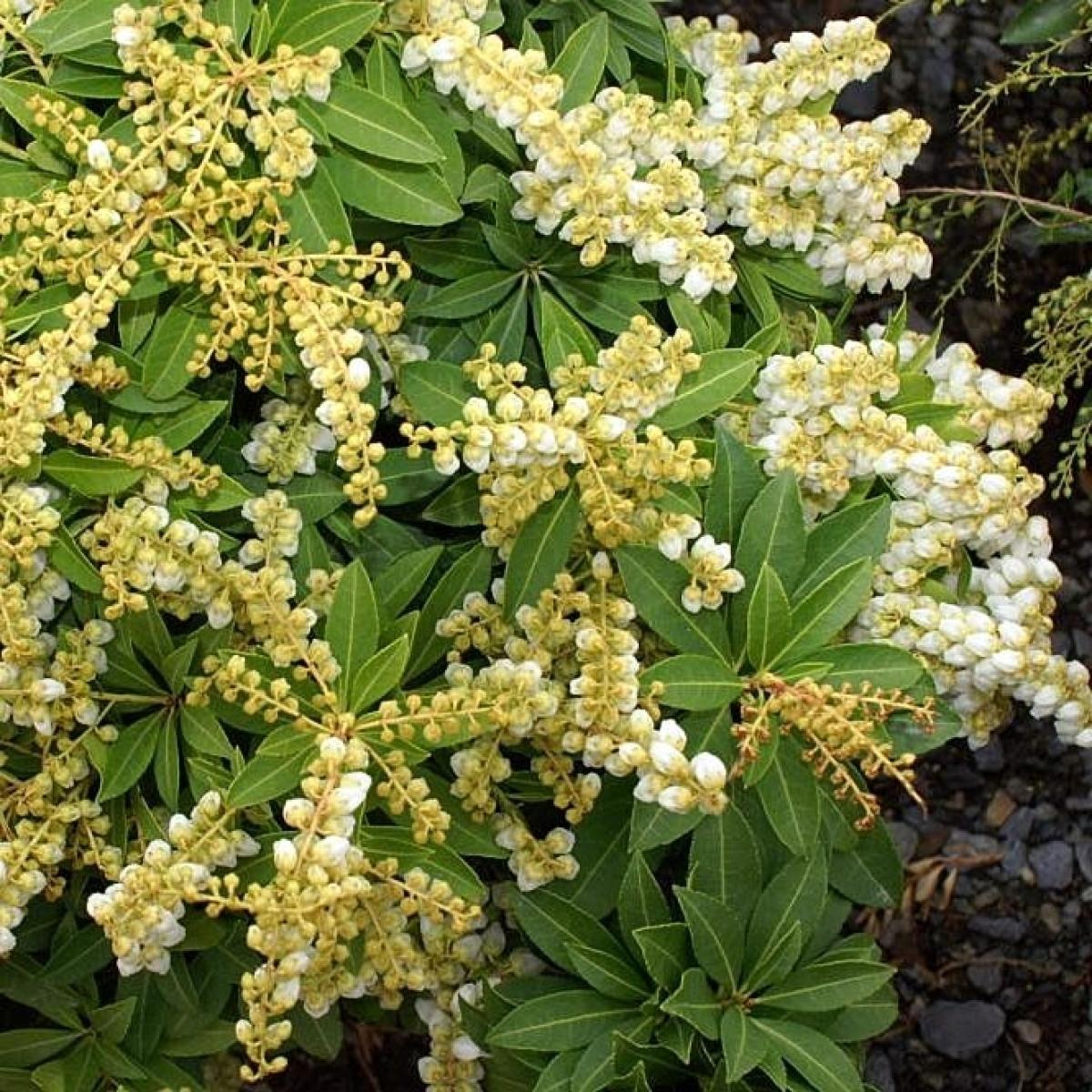 Pieris japonica Sarabande - Andromède du Japon nain à port arrondi, aux ...