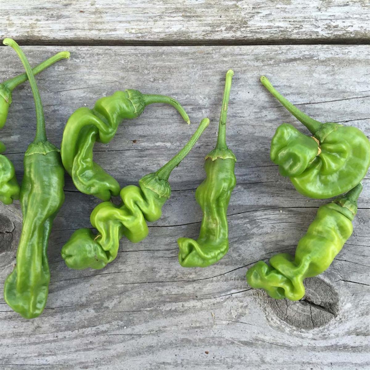 Piment Penis Rouge ou Peter Pepper Rouge - Graines NT - Ferme de Sainte ...