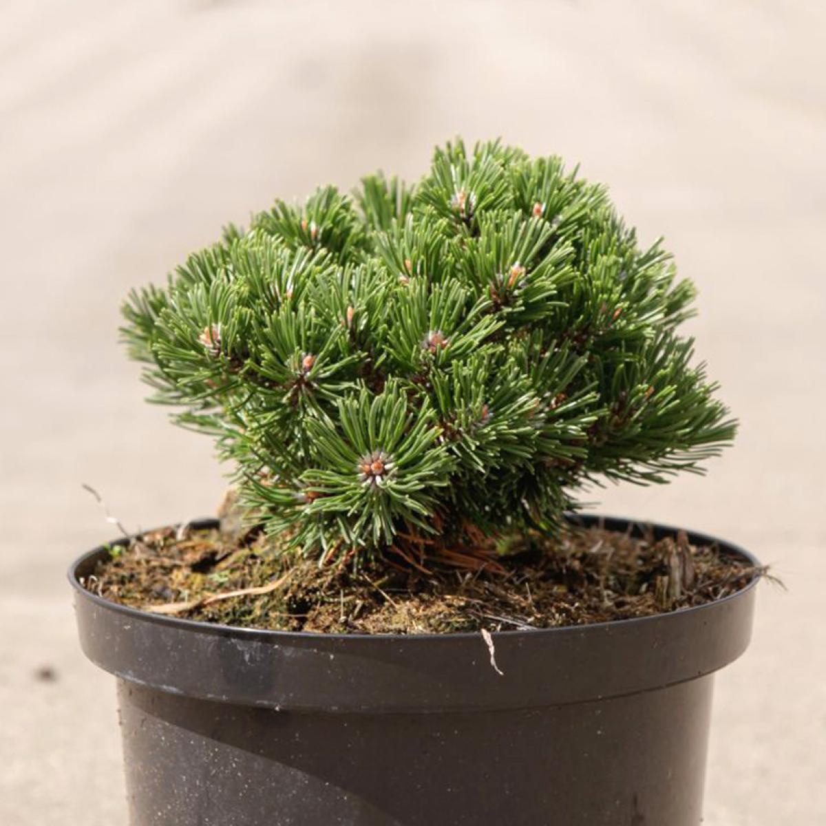 Pinus mugo Sherwood Compact - Pin de montagne nain compact