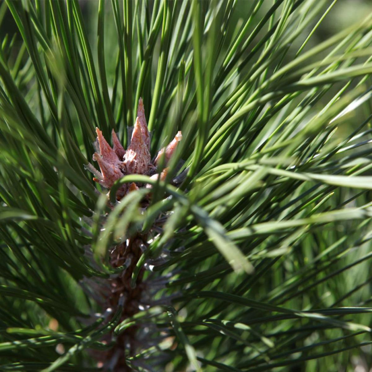 Pinus nigra nigra - Pin noir d'Autriche, grand conifère à croissance rapide