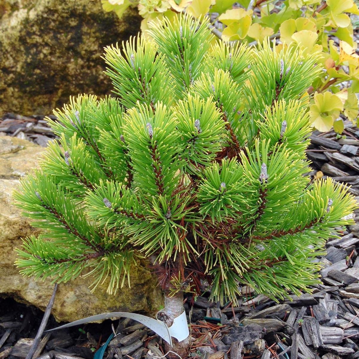 Pinus mugo Winter Gold - Pin des montagnes au superbe feuillage doré en ...