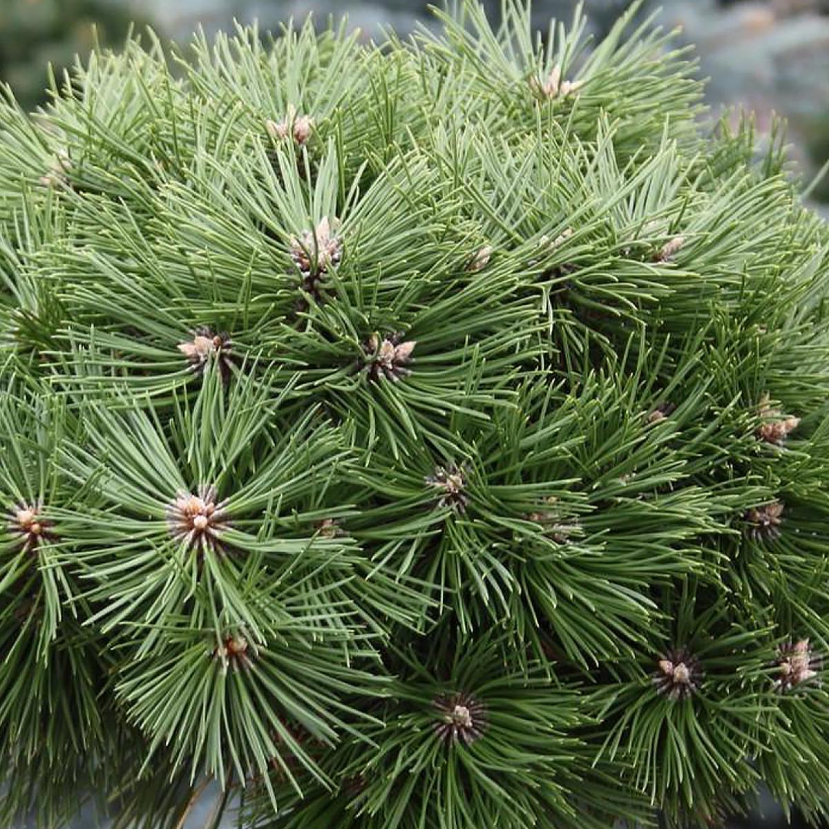 Pinus nigra Agnes Brégeon - Pin noir nain au port en boule et aux aiguilles vert foncé