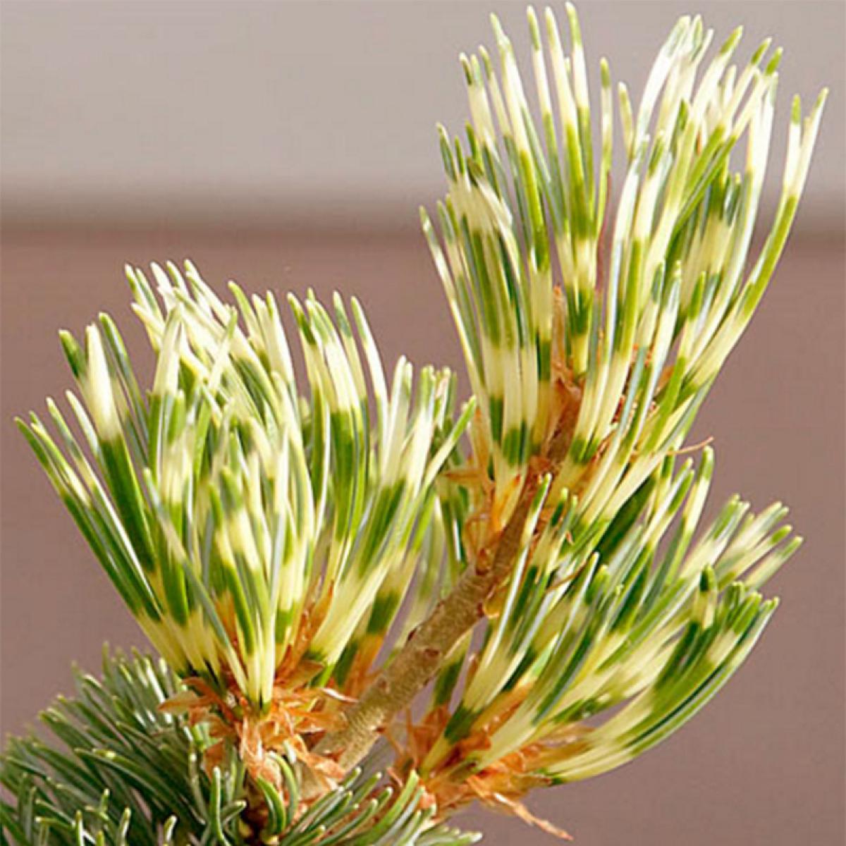Pinus parviflora Fukai - Pin blanc du Japon aux pousses bleu-vert