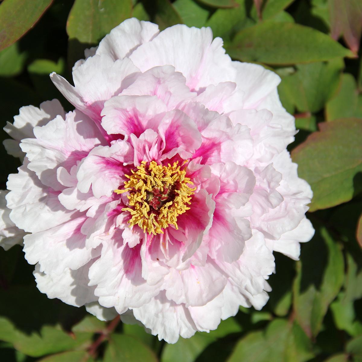 Paeonia suffruticosa Lan Bao Shi ou Blue Jewel, Blue Sapphire - Pivoine arbustive