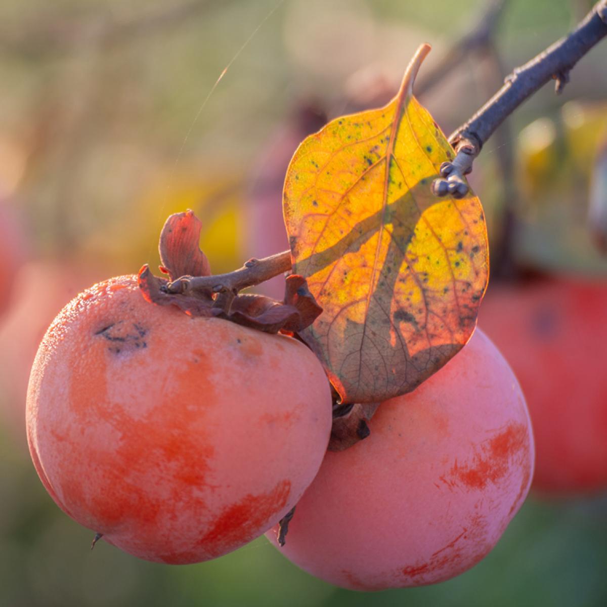 Diospyros kaki Nikita’s Gift - Plaqueminier - variété autofertile ...