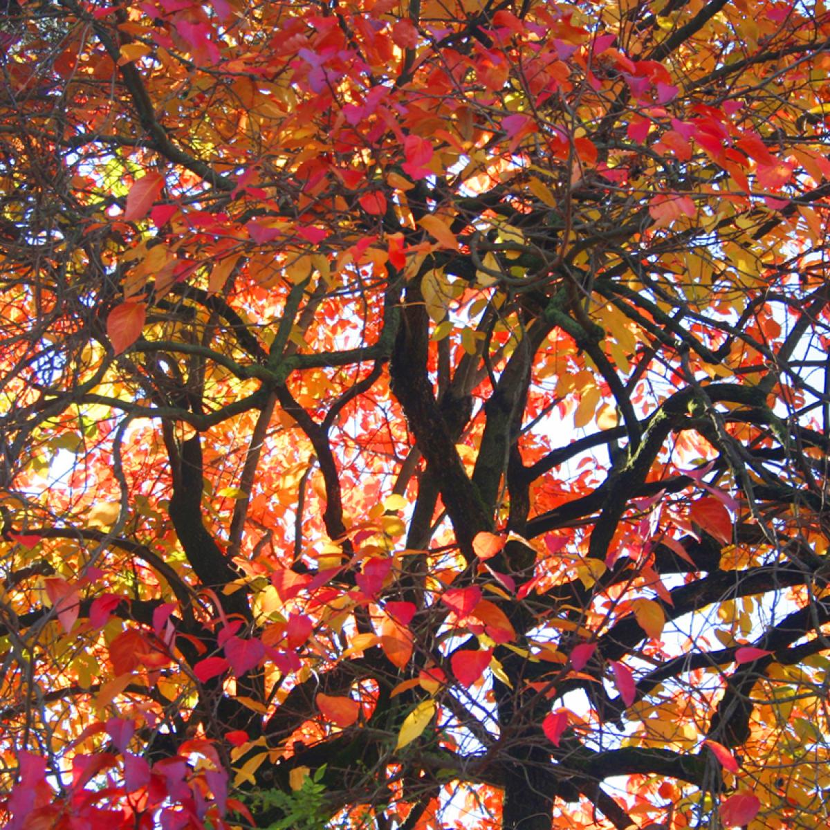Diospyros kaki Korea - Plaqueminier résistant au froid - kakis de ...