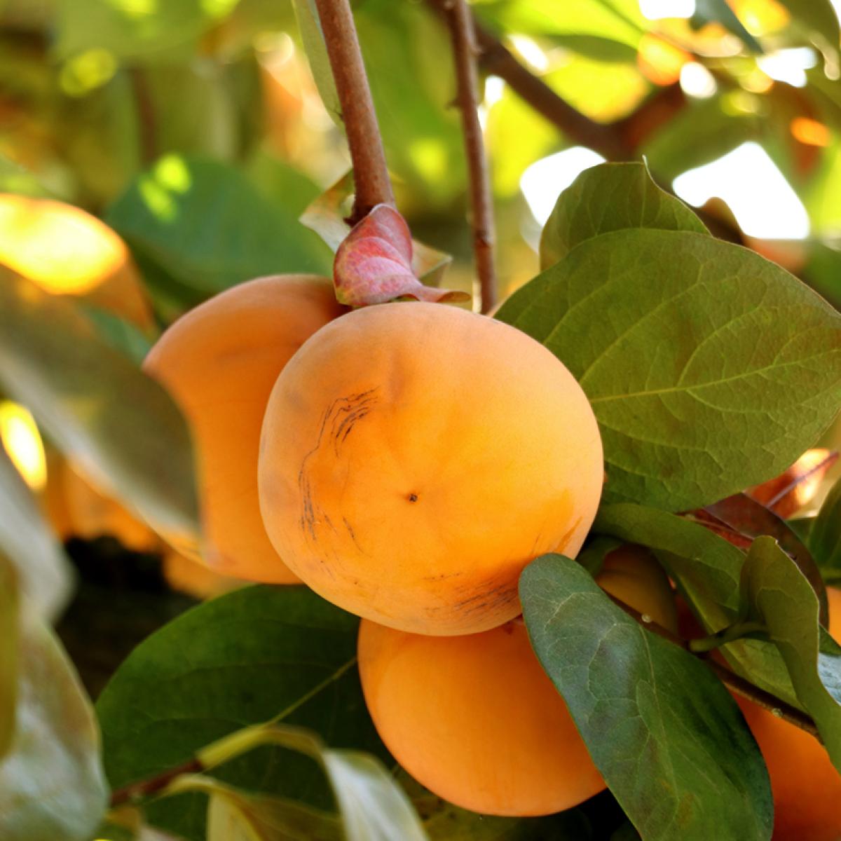 Diospyros kaki Ragno - Plaqueminier - variété compacte - Kakis au goût ...