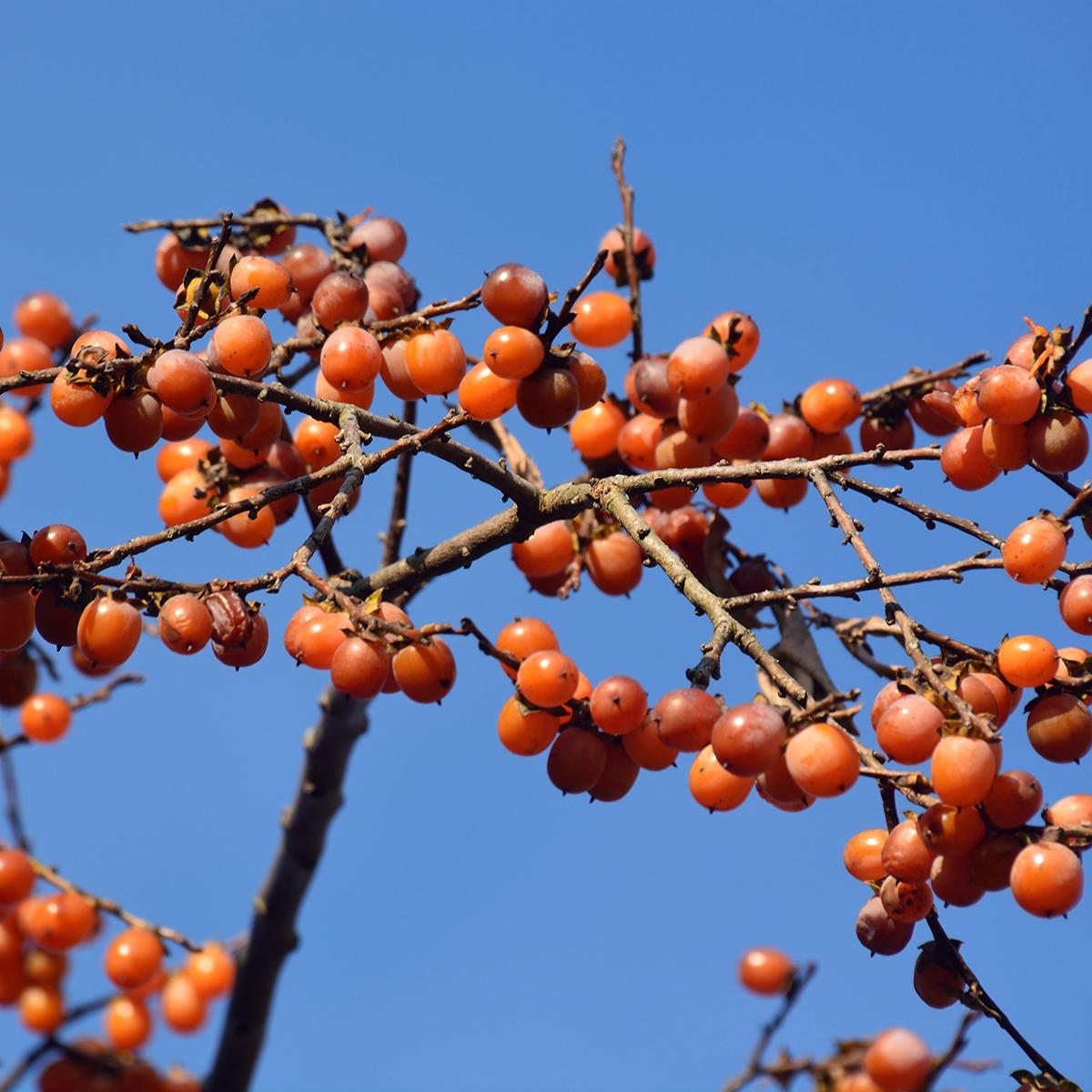 Diospyros lotus - Kaki - Plaqueminier lotier - Arbre ornemental et ...