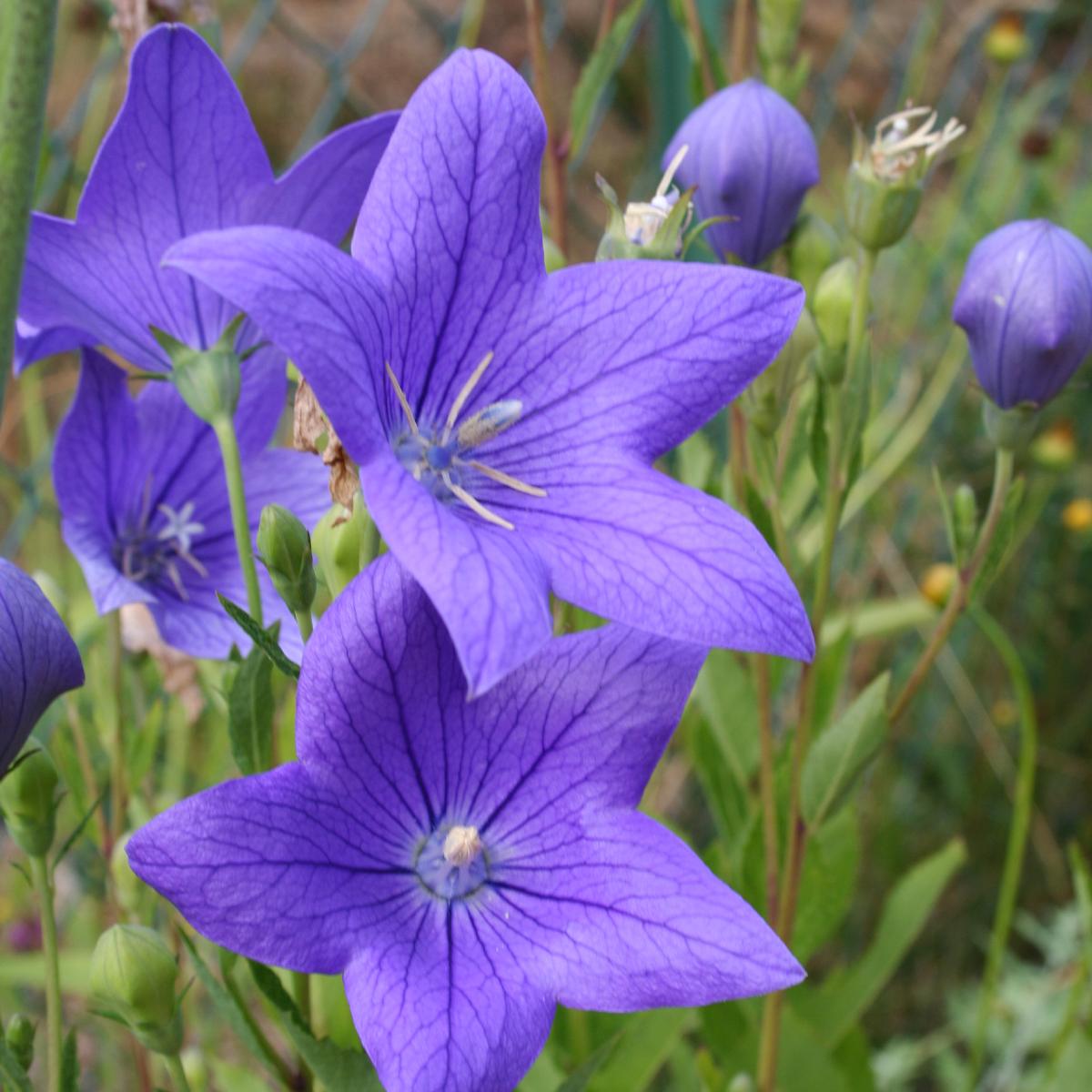 Platycodon grandiflorus Fuji Blue - Vivace aux grosses fleurs de ...