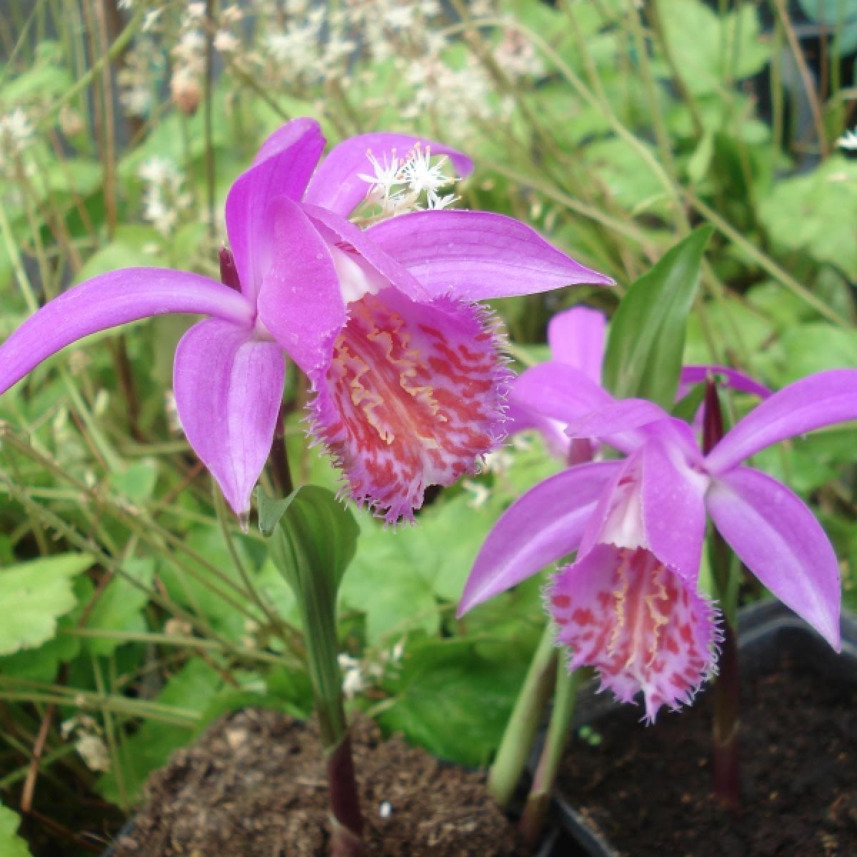 Pleione Tongariro - Orchidée terrestre de Formose, à fleurs rose ...