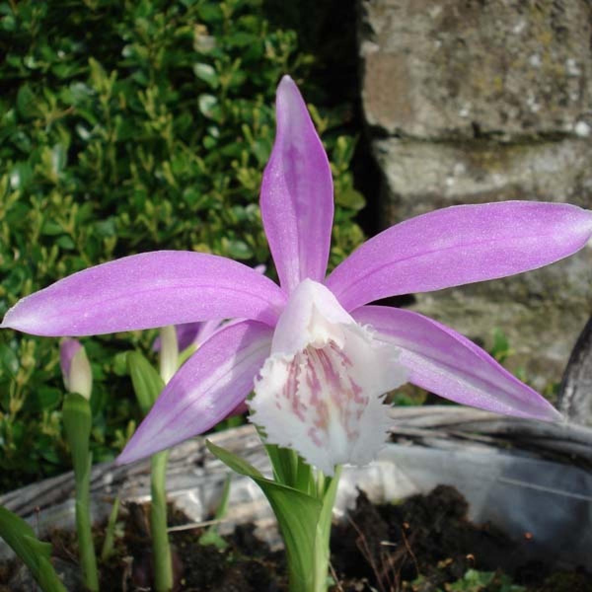 Pleione formosana - Orchidée terrestre de Formose, à fleurs roses et ...