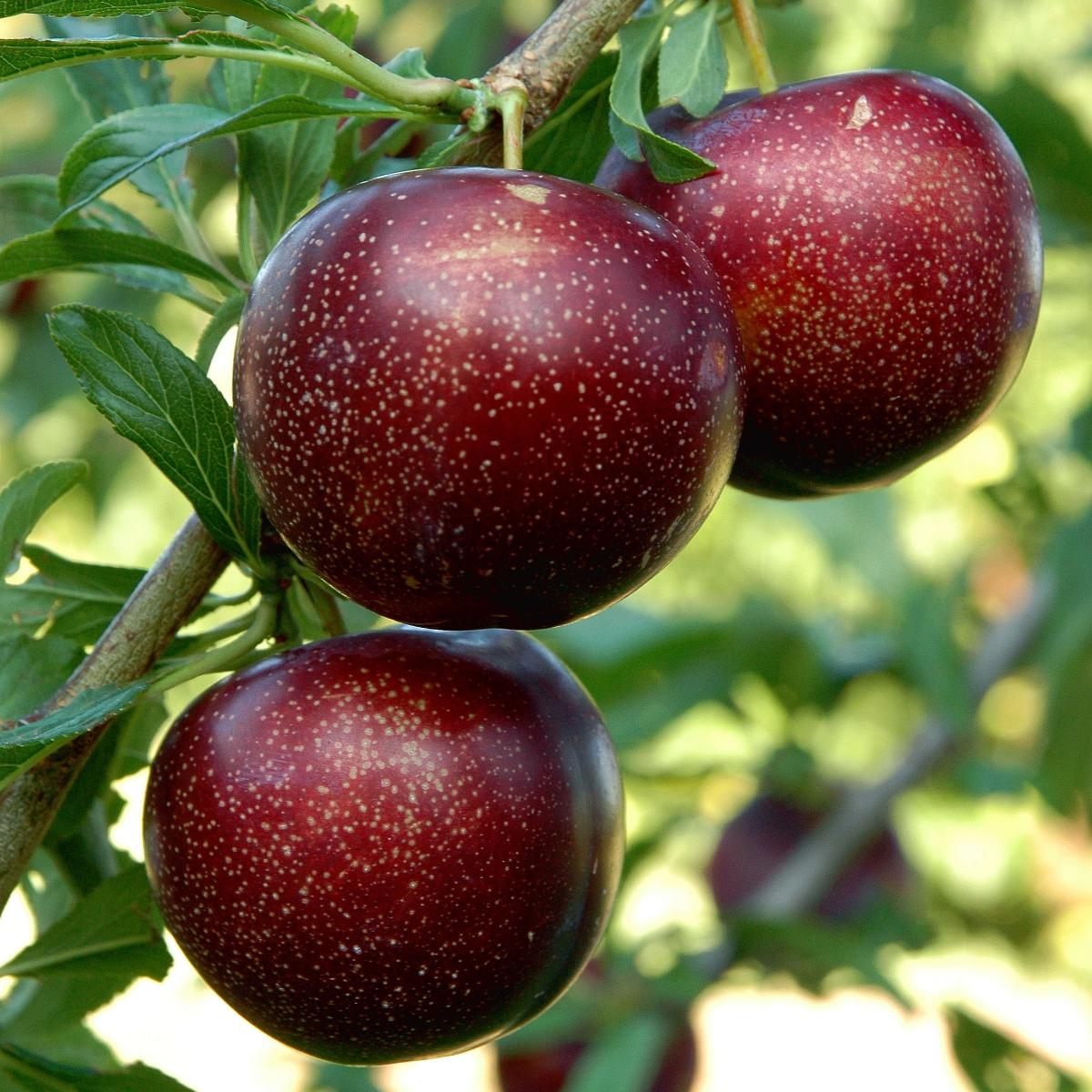 Pluot Purple Candy - Prunus Pluot – Fruits violet-bleu à chair jaune