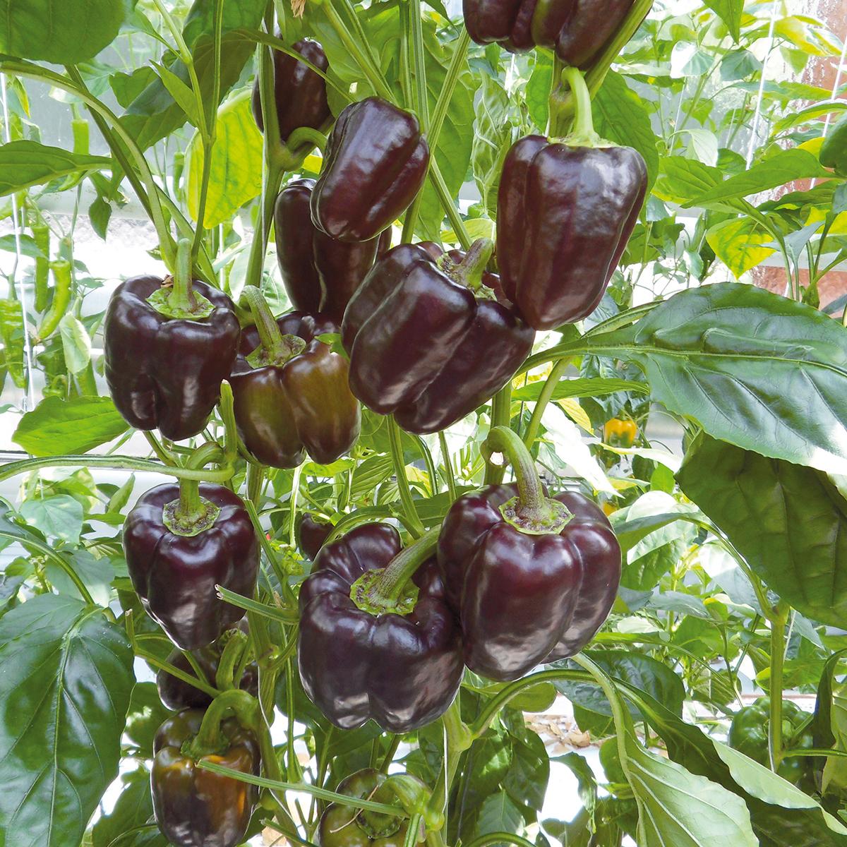 Poivron Bellania F1 - Plants potagers BIO - Poivron carré de couleur ...