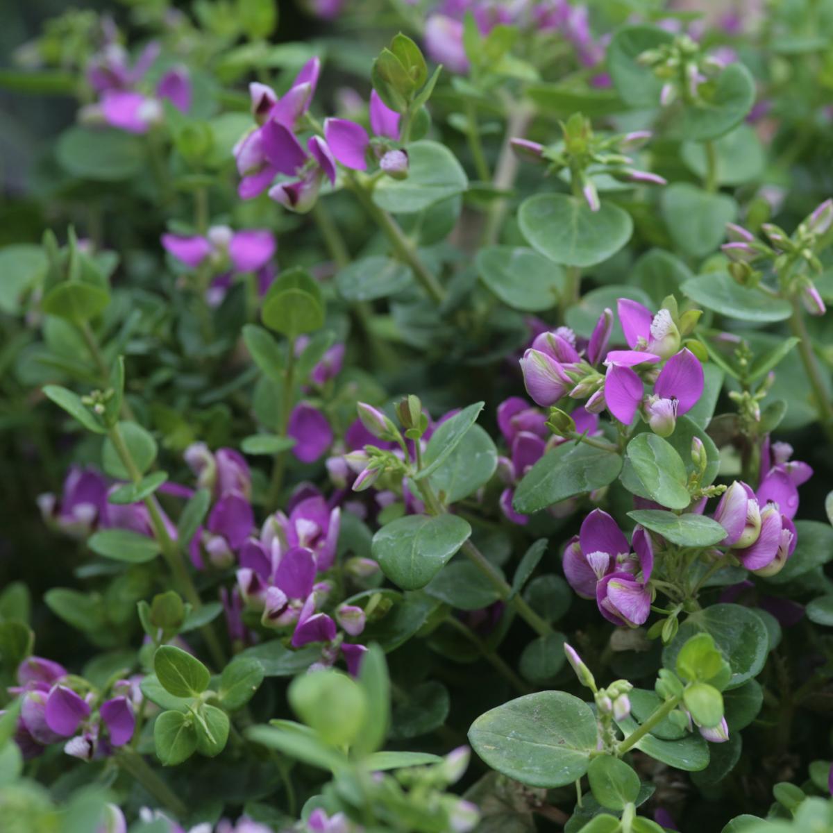 Polygala Baby Pink – Polygala Bibi Pink – PPWBP