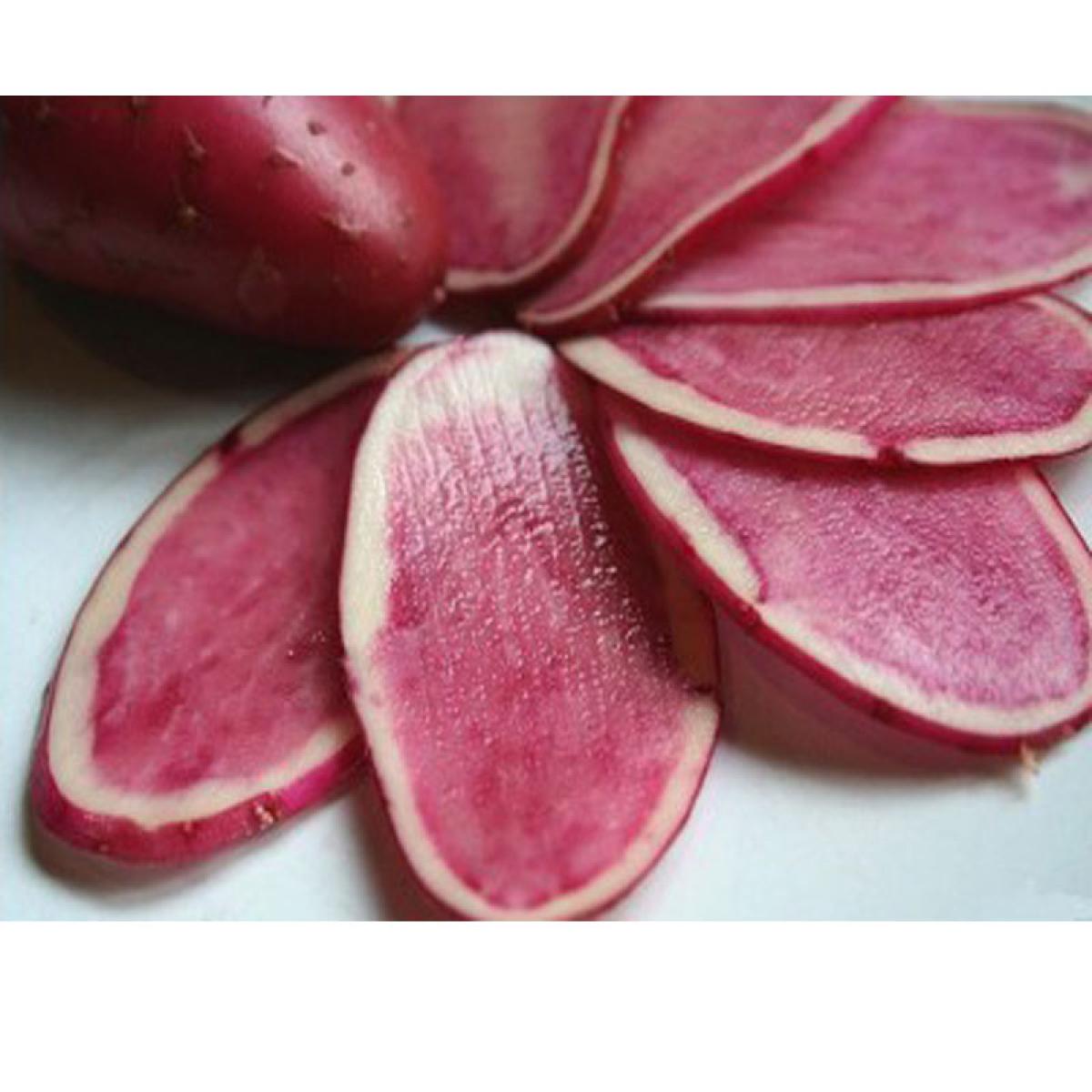 Pomme de terre Rouge des Flandres en plants - Variété rouge, un peu sucrée