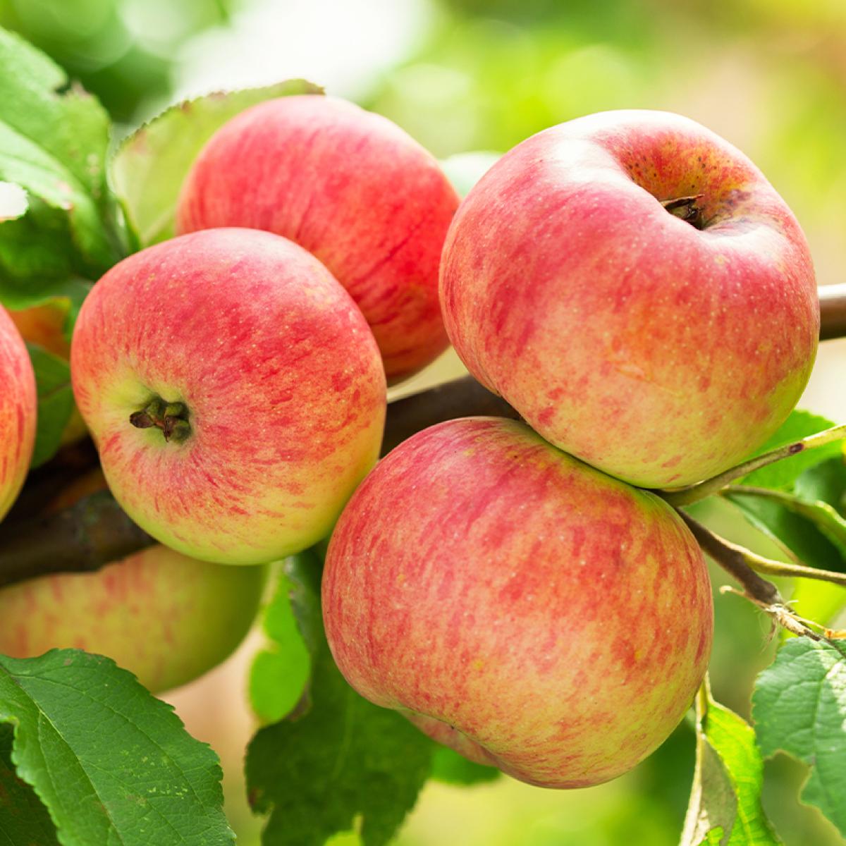 Pommier Astrakan Rouge - Malus domestica - variété ancienne ...