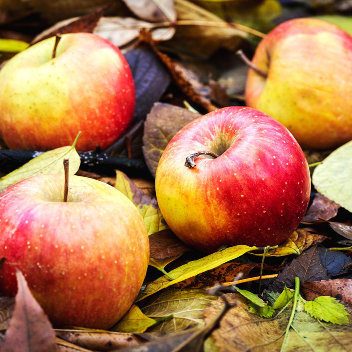 Pommier Bénédictin - Reinette Normande - Malus domestica - variété ...