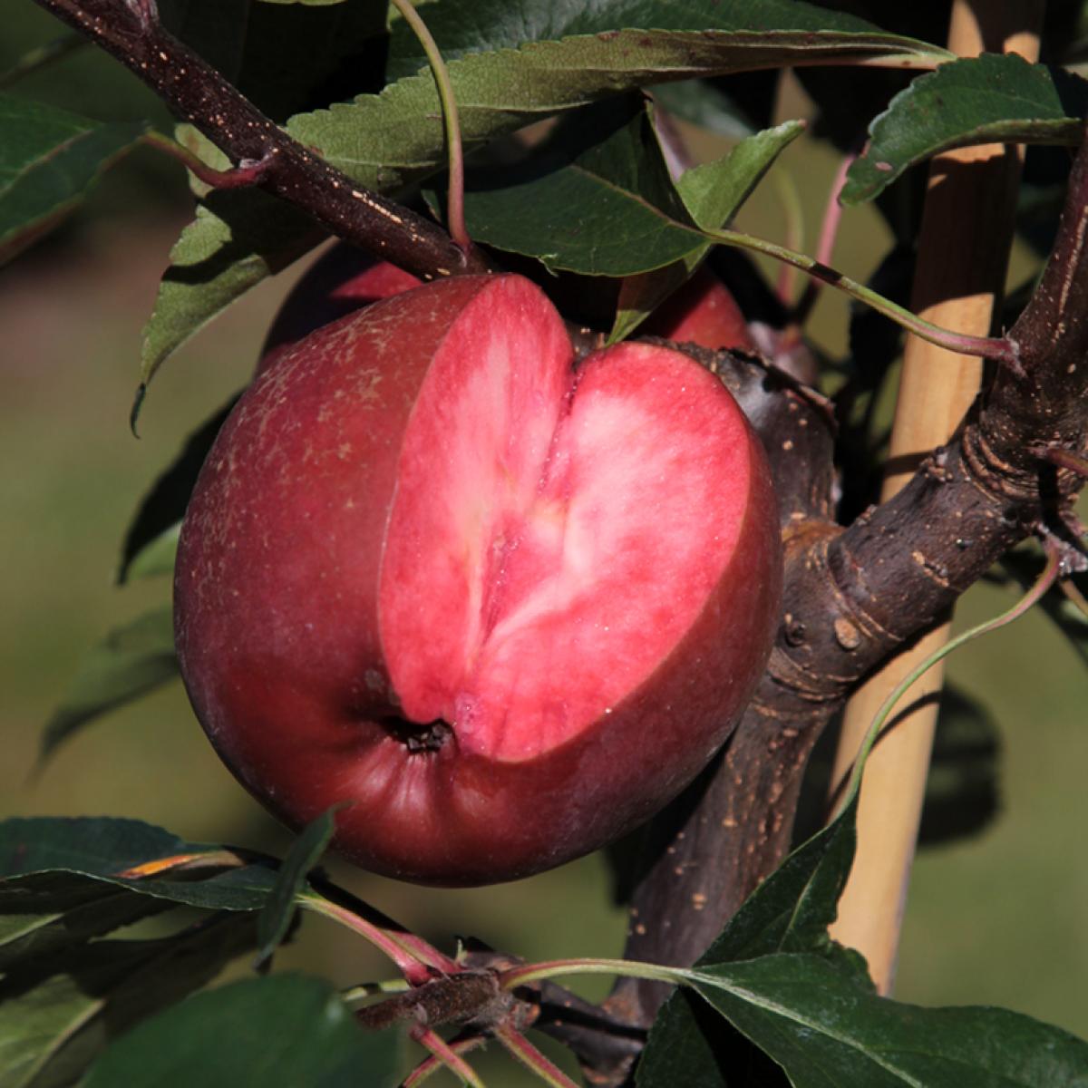 Pommier Red Merylinn - Malus domestica - pomme sanguine à chair rouge