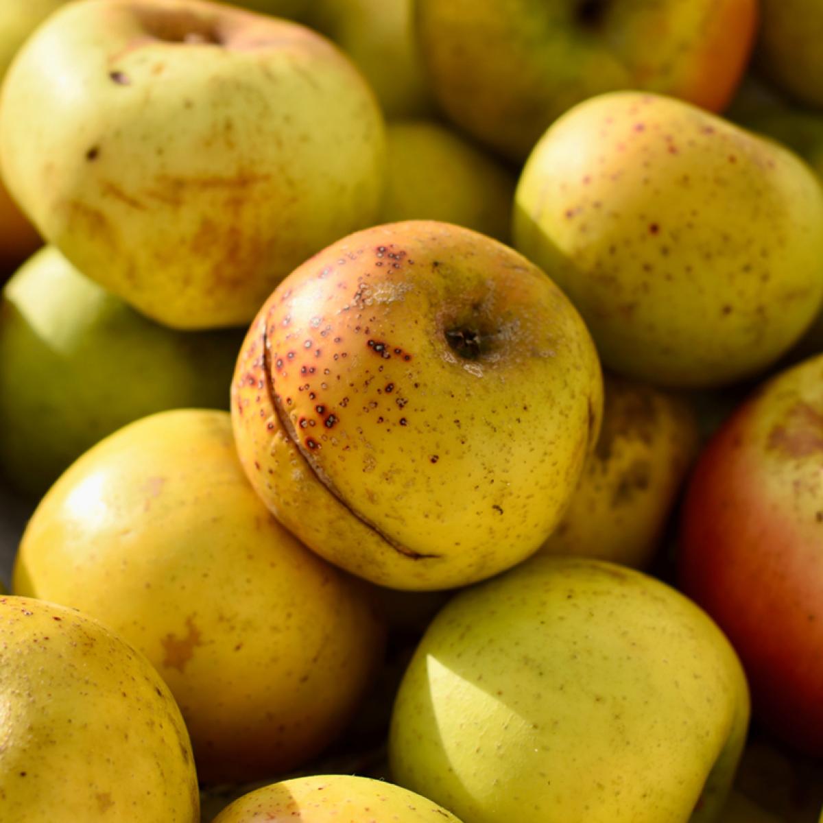 Pommier à cidre Douce Coët Ligné - Malus domestica - variété très ...