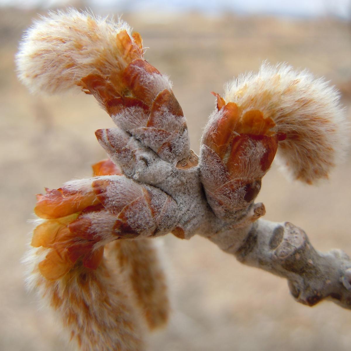 Populus alba Nivea - Peuplier blanc, arbre à jeunes feuilles blanches