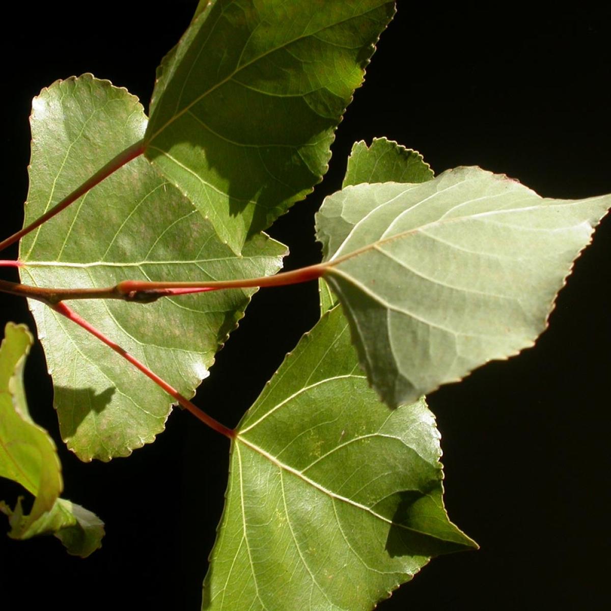 Populus euramericana (canadensis) Robusta - Peuplier du Canada à port ...