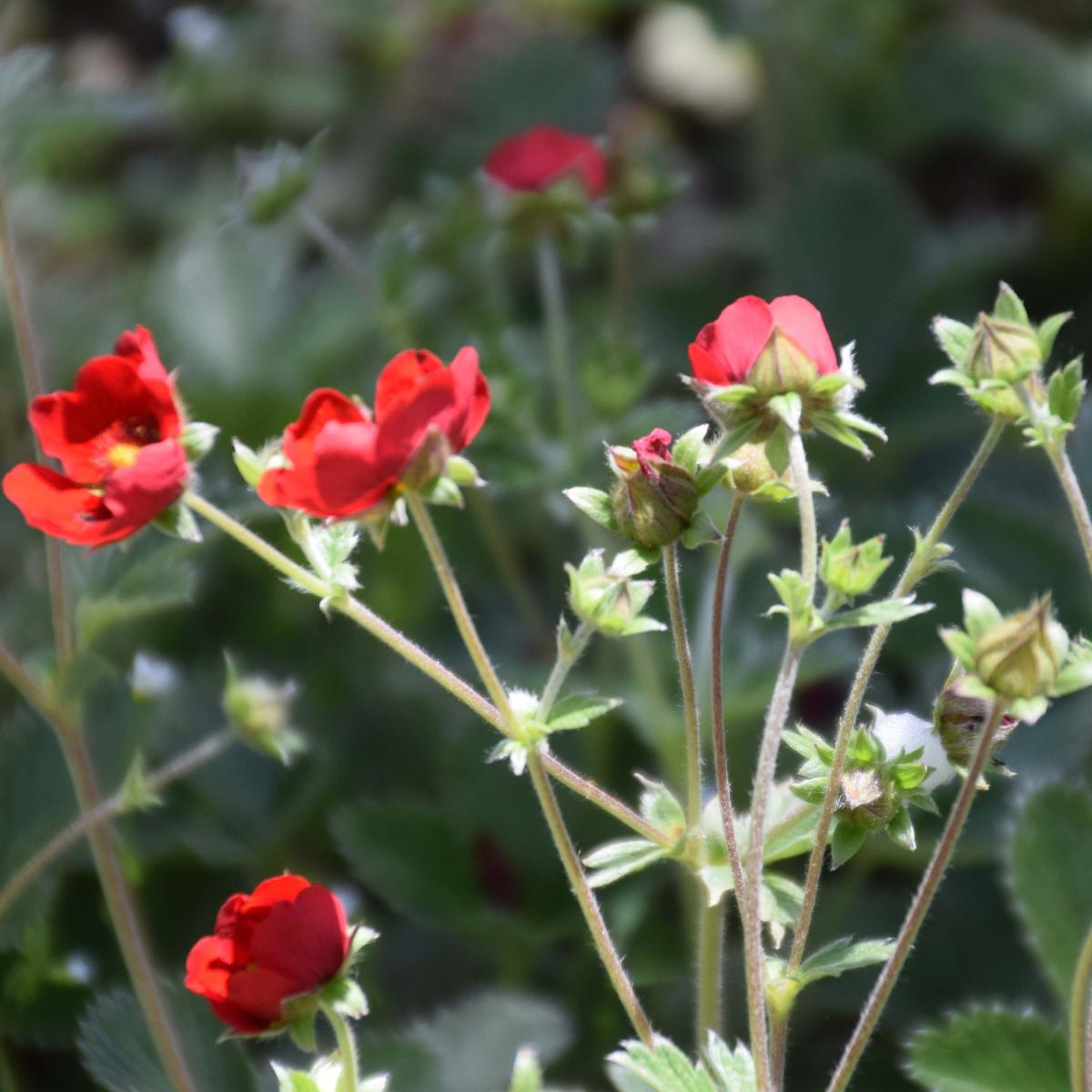 Potentilla atrosanguinea - Potentille sanguine - Vivace rustique à ...