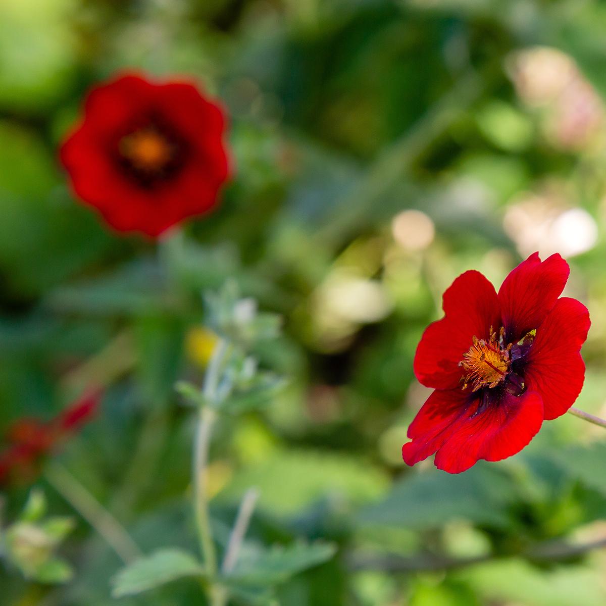 Potentilla atrosanguinea - Potentille sanguine - Vivace rustique à ...