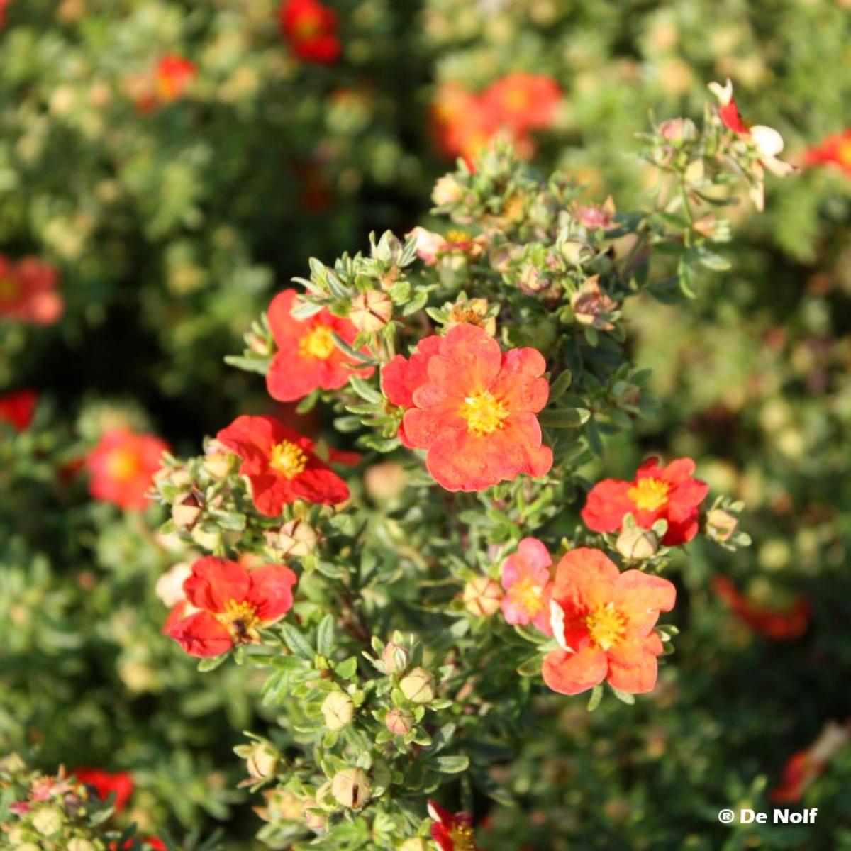 Potentilla fruticosa Marian Red Robin - Potentille arbustive à fleurs ...