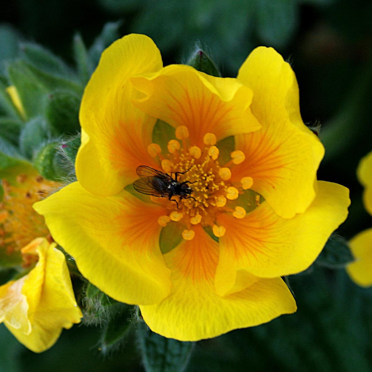 Potentilla megalantha - Potentille vivace à grandes fleurs jaunes