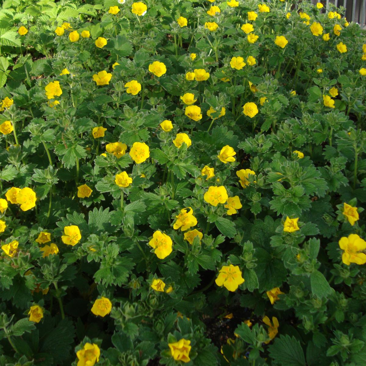 Potentilla megalantha - Potentille vivace à grandes fleurs jaunes