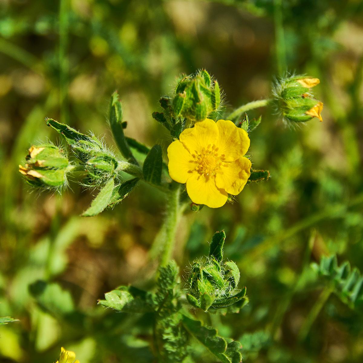 Potentilla megalantha - Potentille vivace à grandes fleurs jaunes