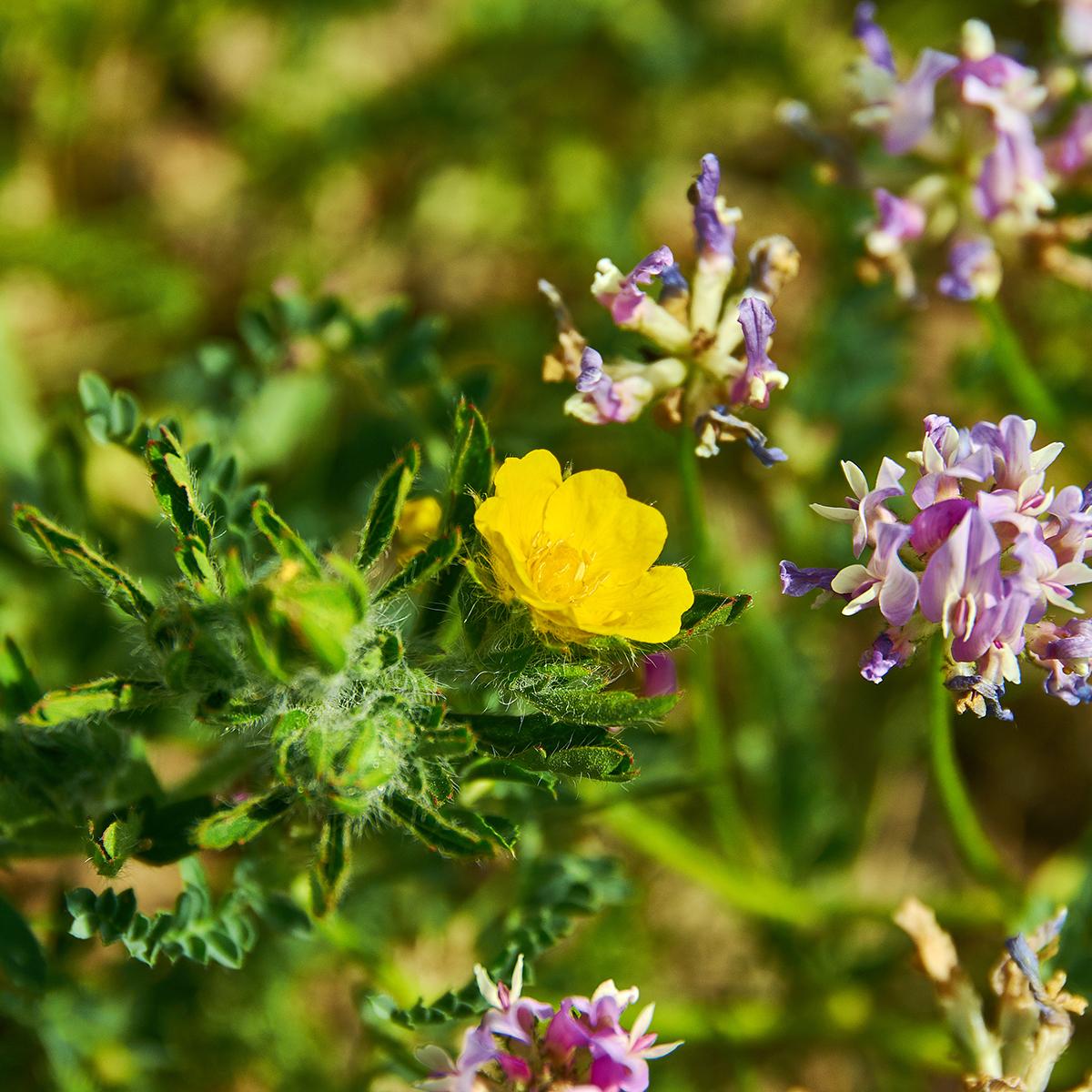 Potentilla megalantha - Potentille vivace à grandes fleurs jaunes