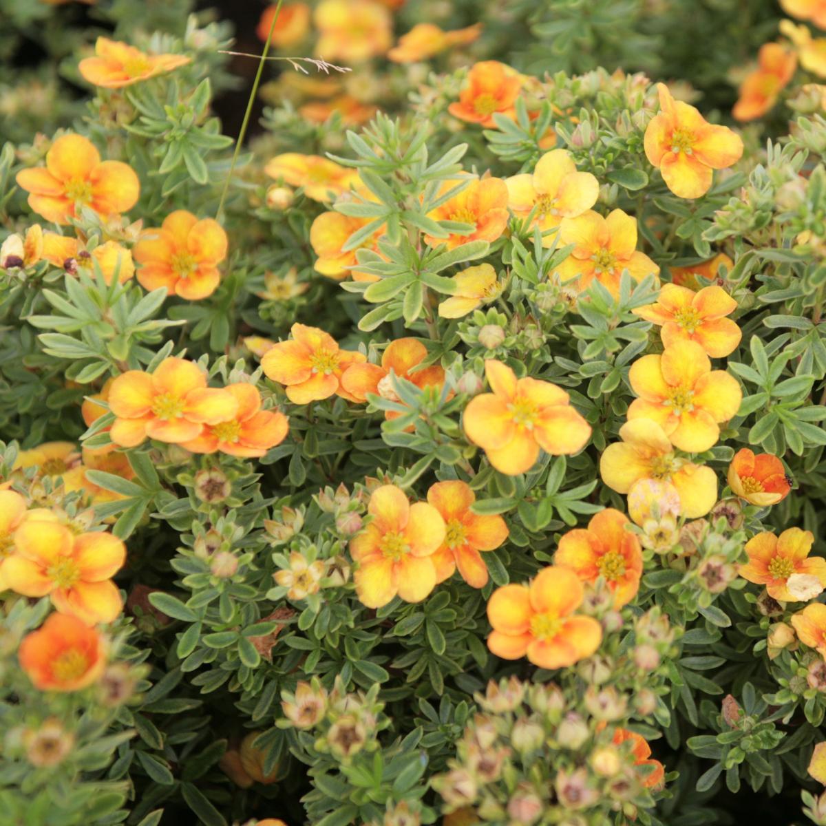 Potentilla fruticosa Mango Tango - Potentille arbustive jaune rouge