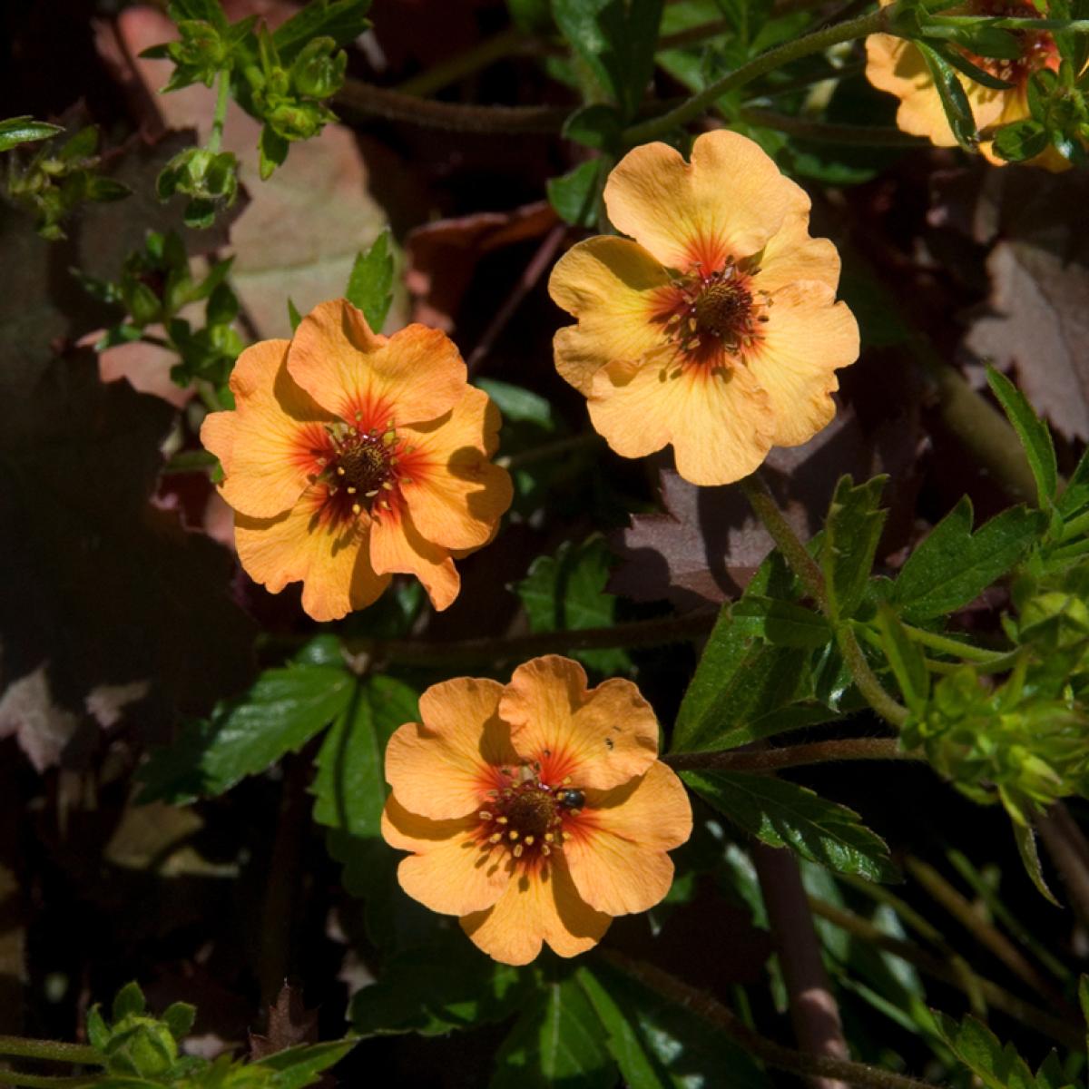 Potentilla x tonguei - Potentille - Une vivace aux charmantes fleurs ...