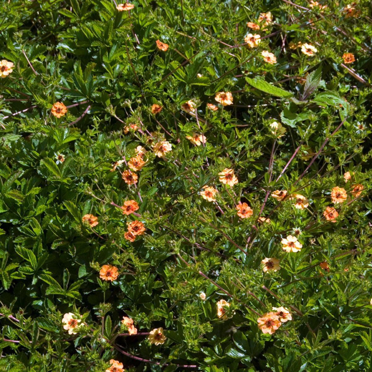 Potentilla x tonguei - Potentille - Une vivace aux charmantes fleurs ...