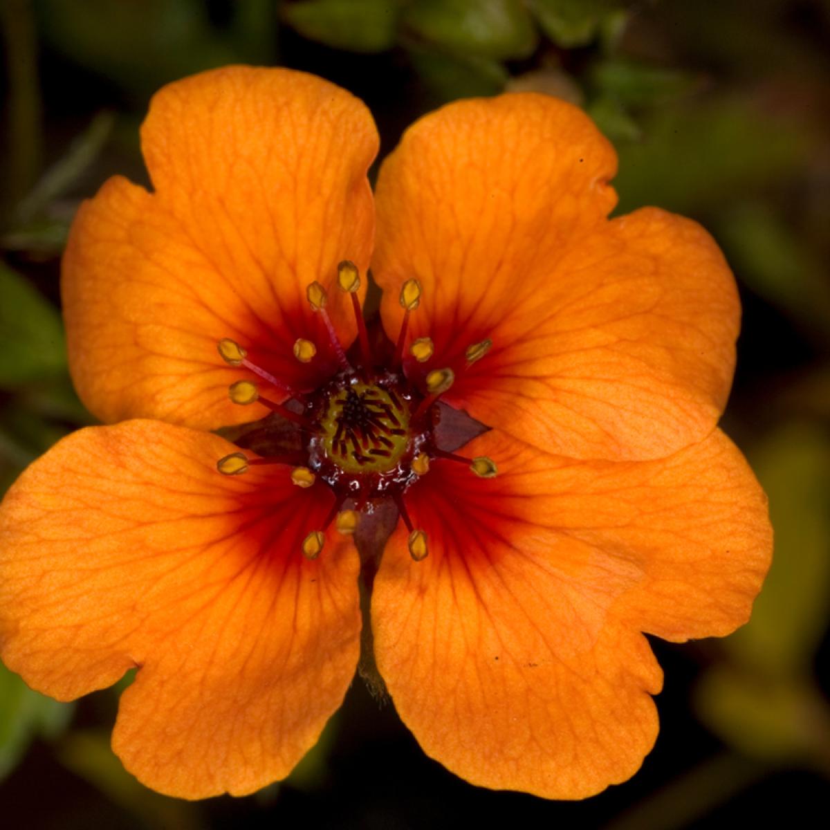 Potentilla x tonguei - Potentille - Une vivace aux charmantes fleurs ...