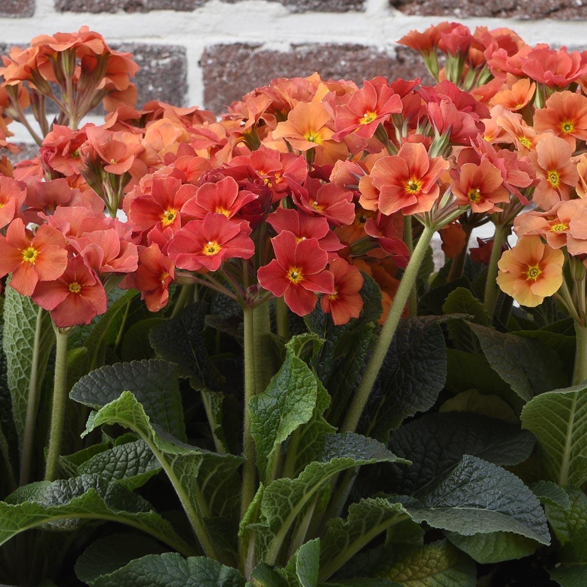 Primevère - Primula elatior Veristar Late Marmelade - Des bouquets de ...