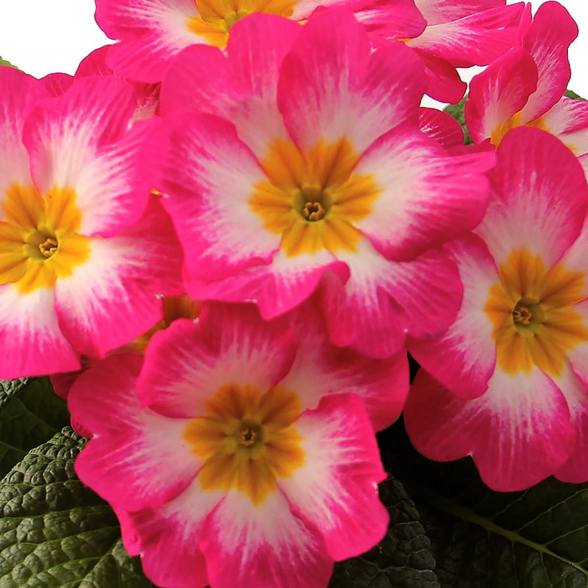 Primula acaulis Rambo F1 Pink Flame - Primevère des jardins à grandes ...