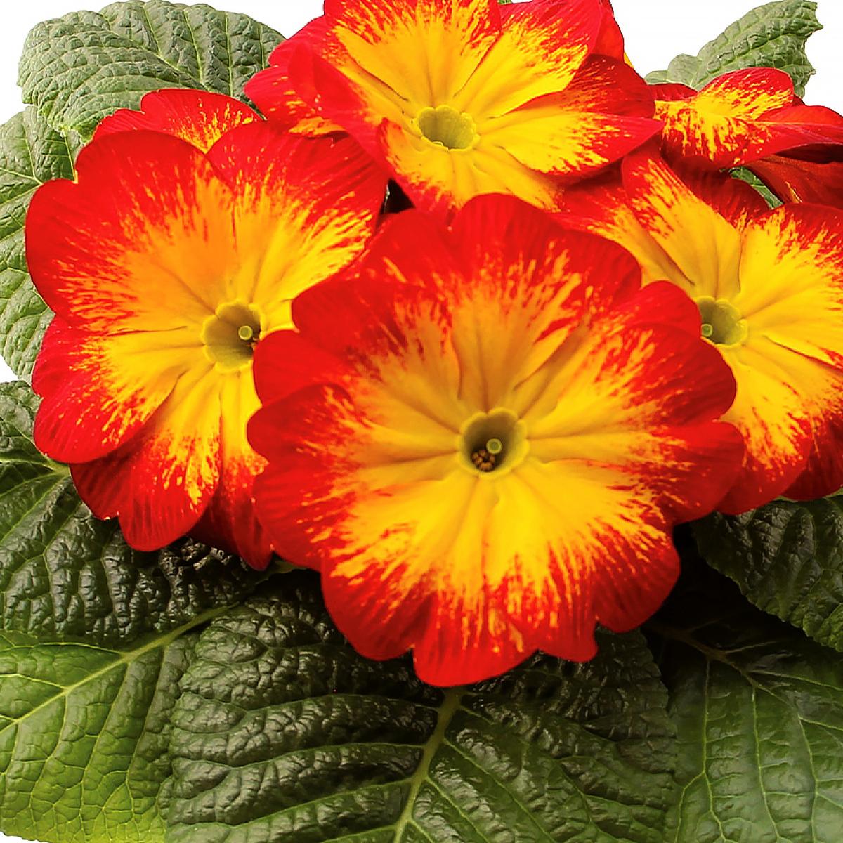 Primula acaulis Rambo F1 Red Flame - Primevère des jardins à grandes ...