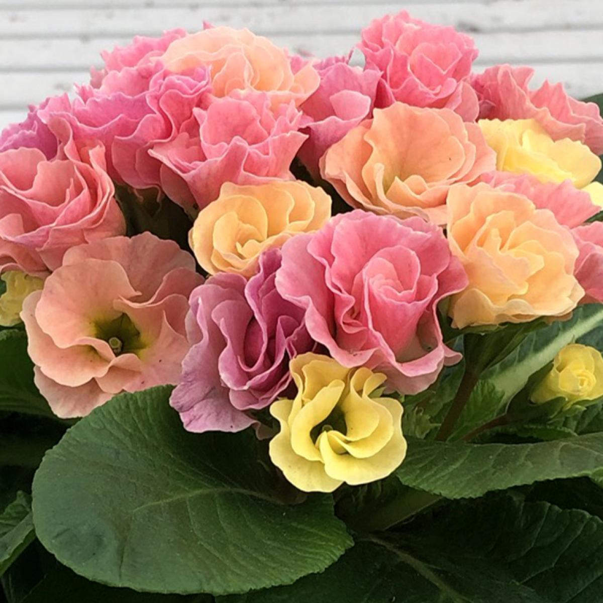 Primula acaulis (vulgaris) Rosebud F1 Tutti frutti - Primevère des ...